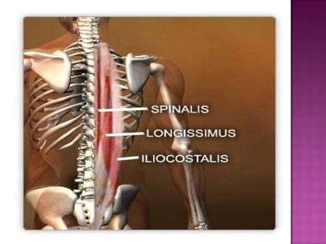 Muscles of the back | PPT