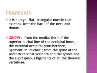 Muscles of the back | PPT