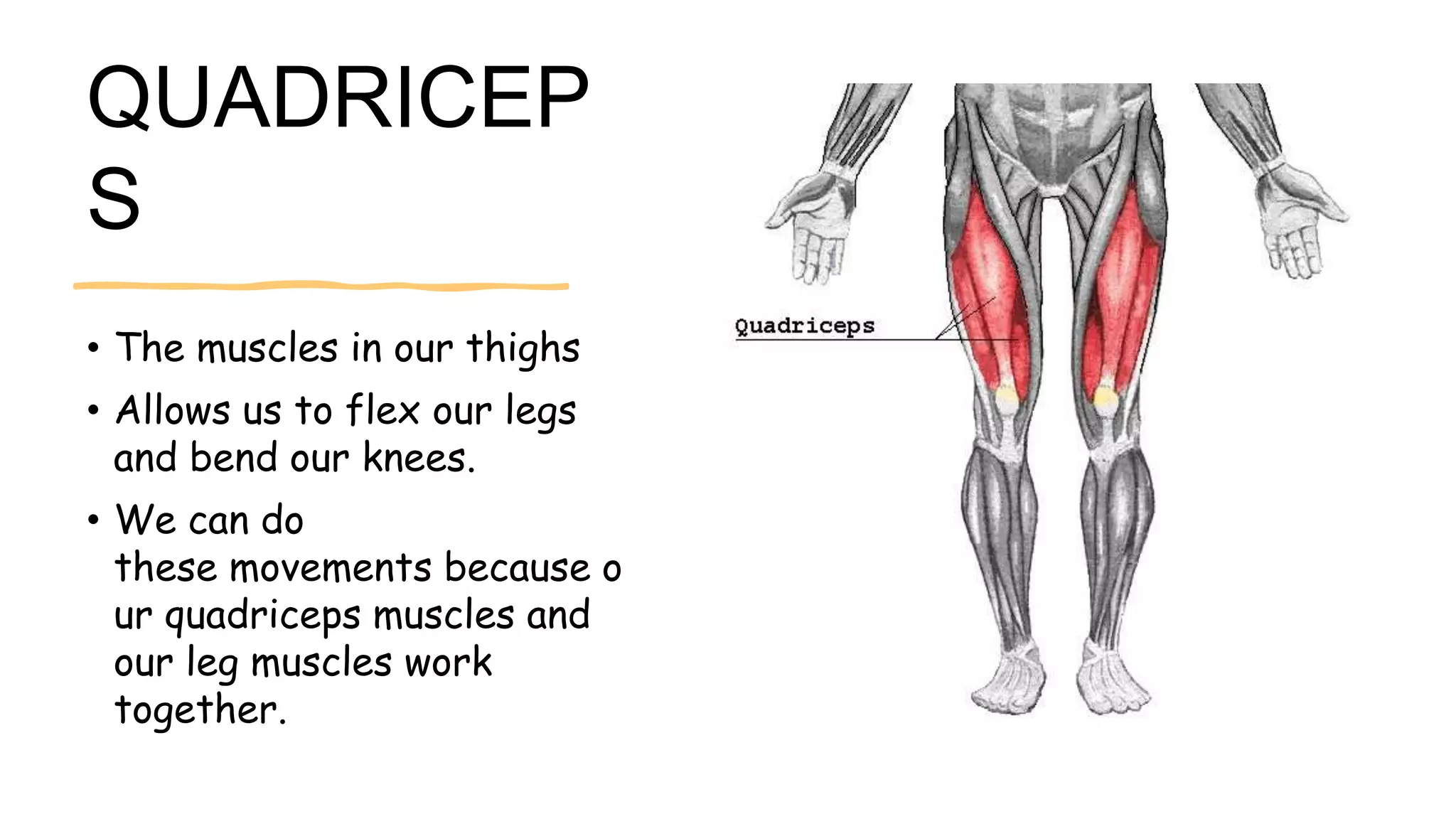 Muscles of the body | PPTX