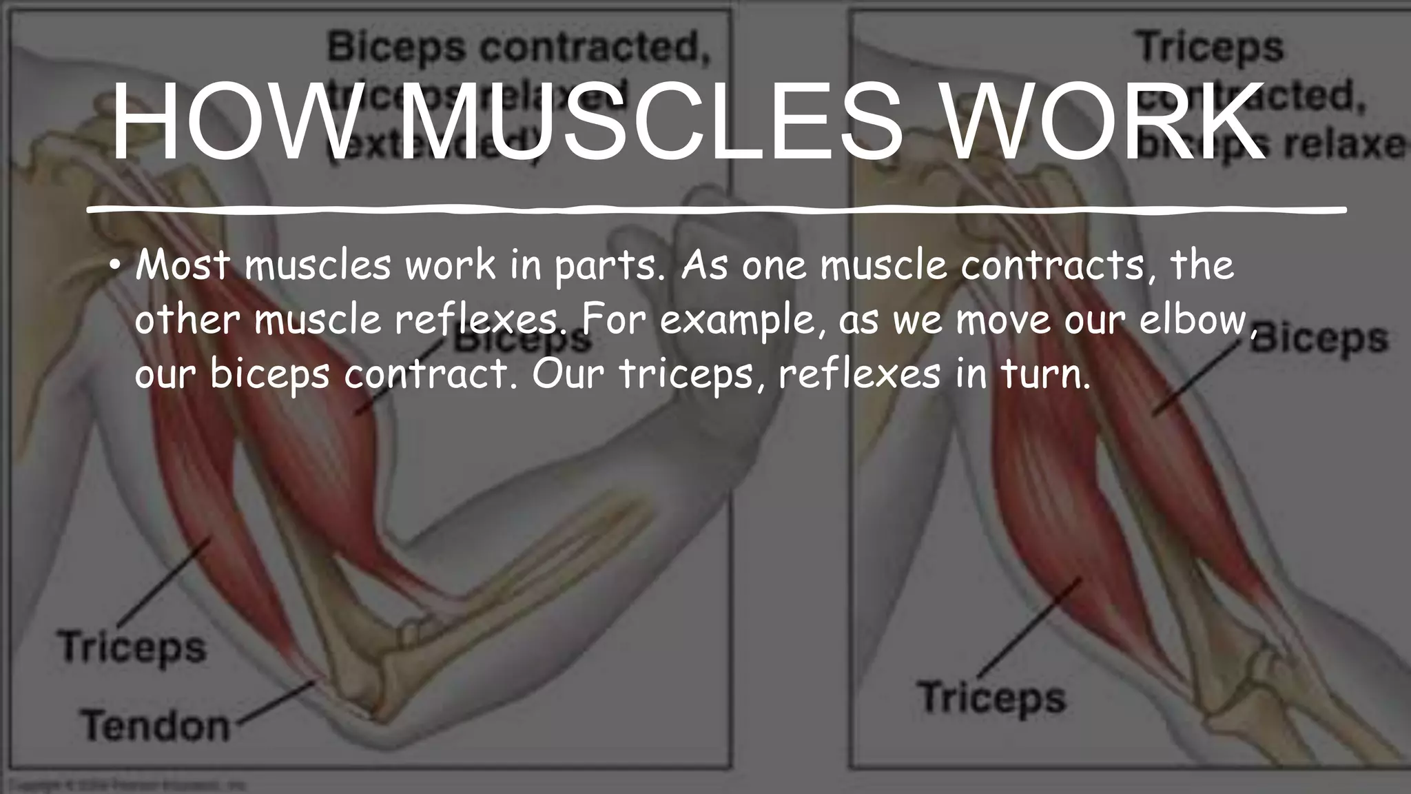 Muscles of the body | PPTX