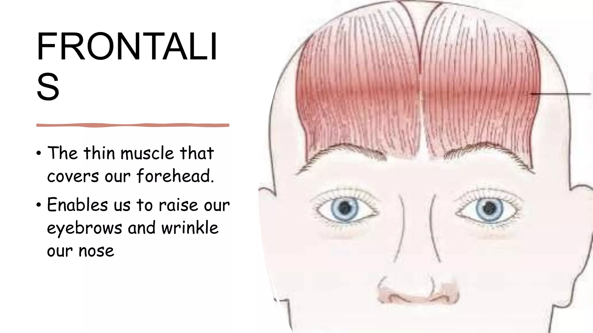 Muscles of the body | PPTX