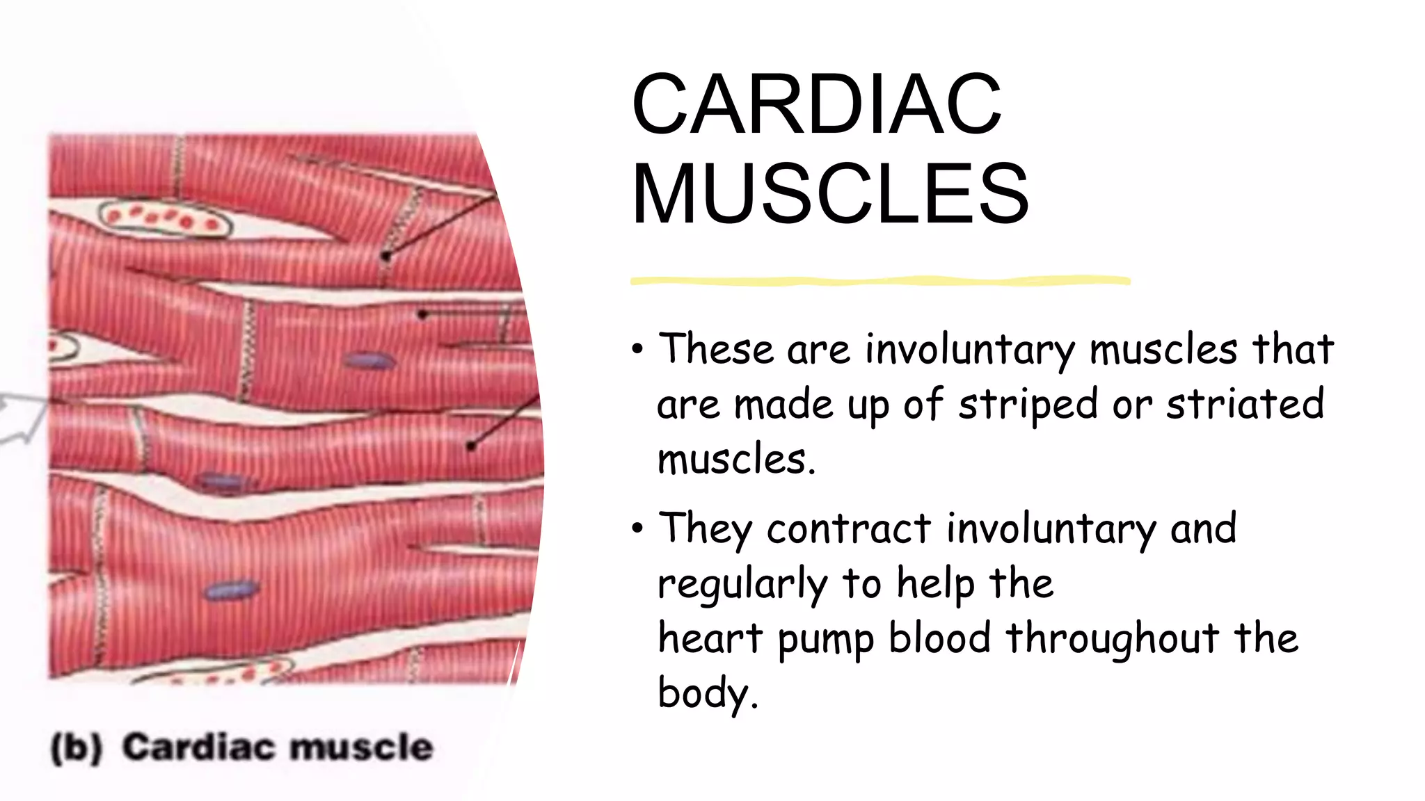 Muscles of the body | PPTX