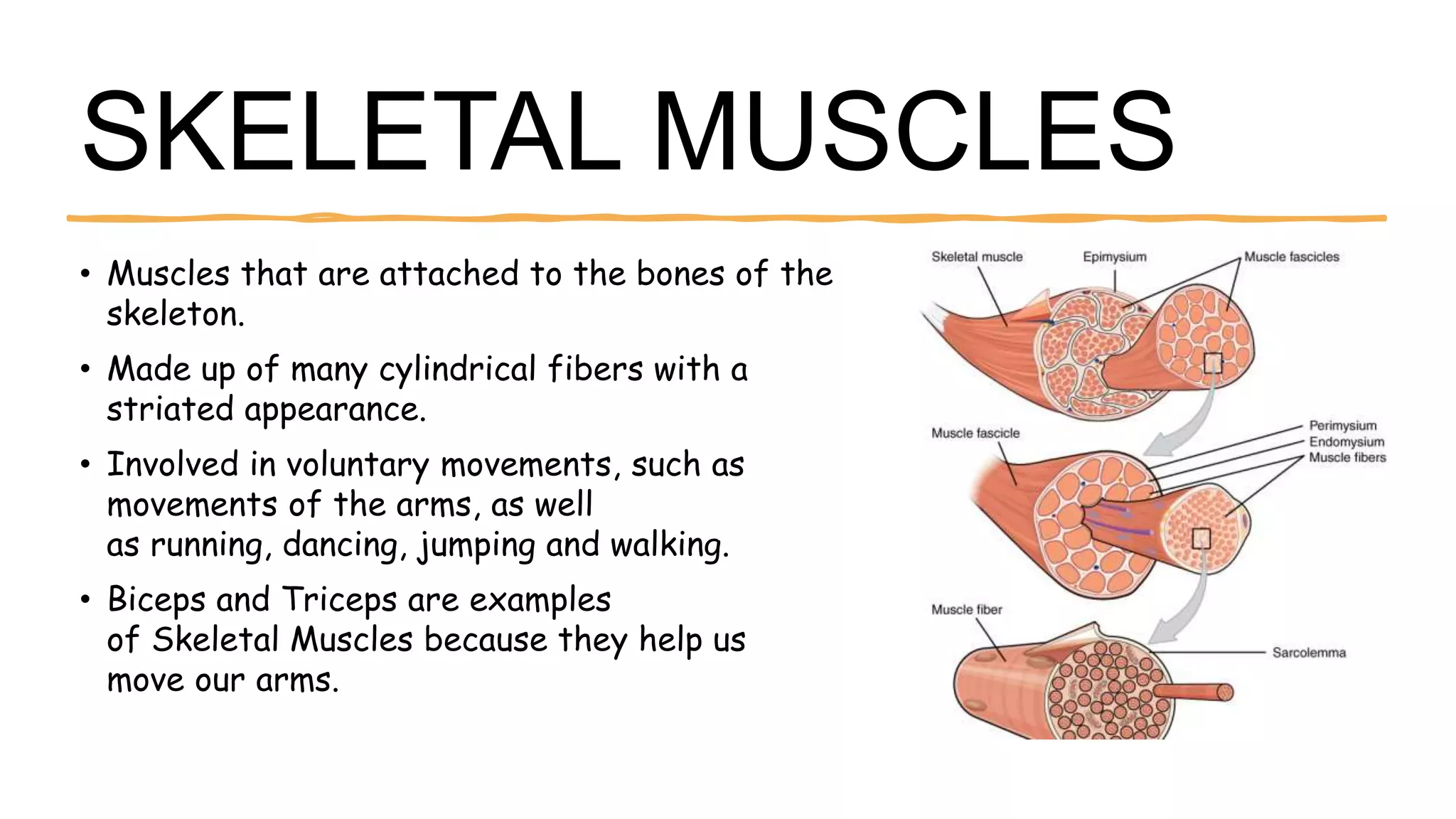 Muscles of the body | PPTX