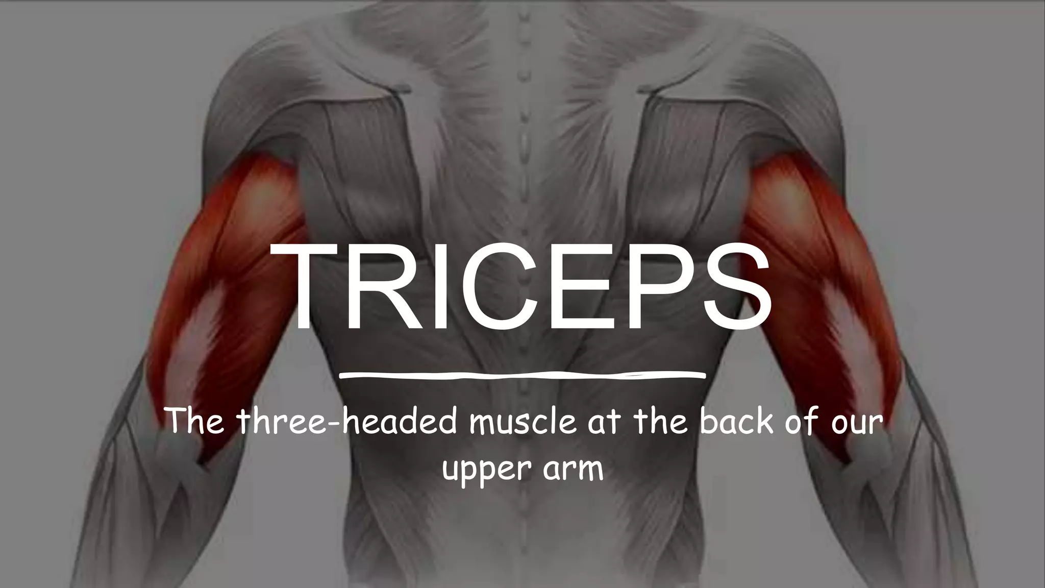 Muscles of the body | PPTX