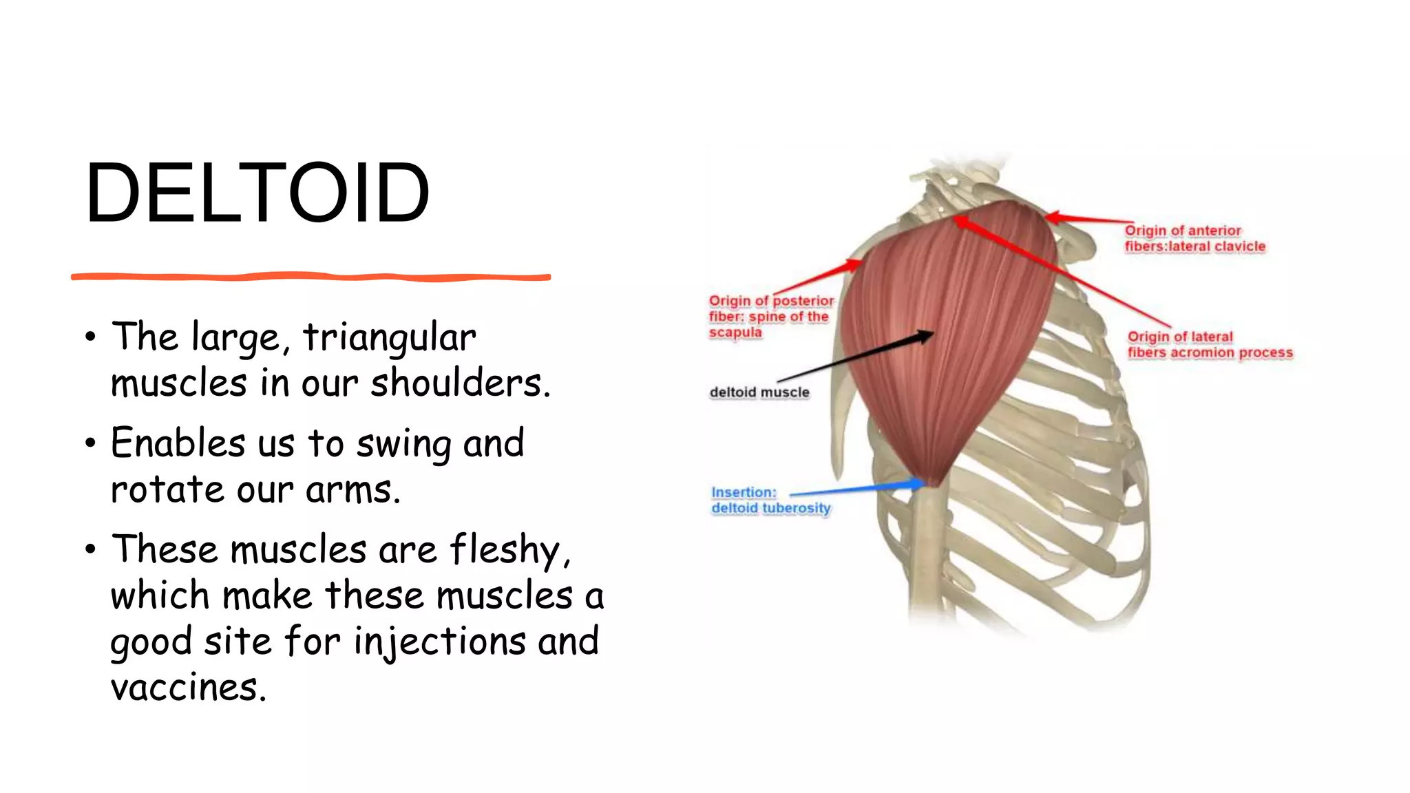 Muscles of the body | PPTX