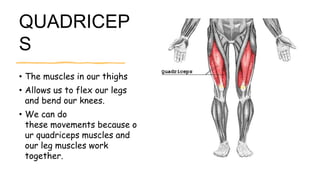 Muscles of the body | PPTX