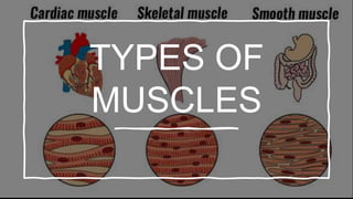Muscles of the body | PPTX