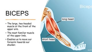 Muscles of the body | PPTX