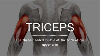 Muscles of the body | PPTX