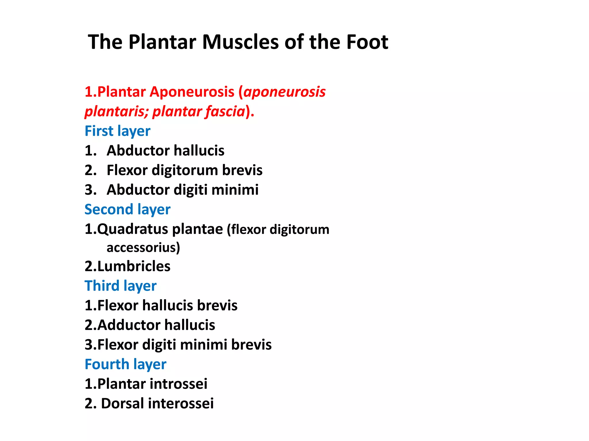 muscles of the foot.pptx