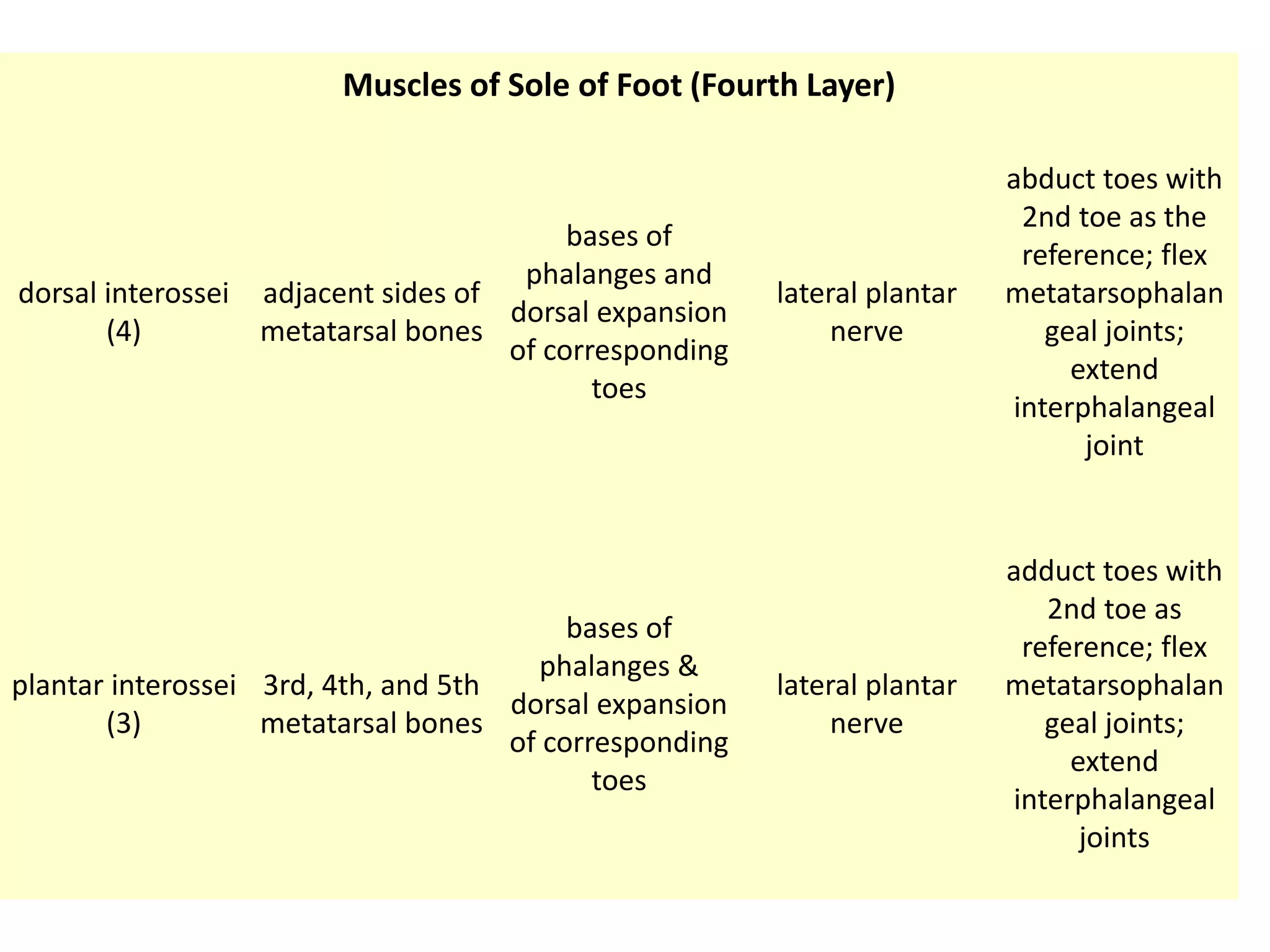 muscles of the foot.pptx