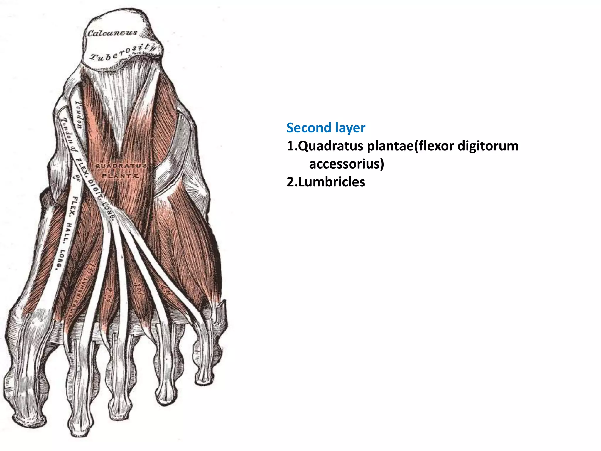 muscles of the foot.pptx