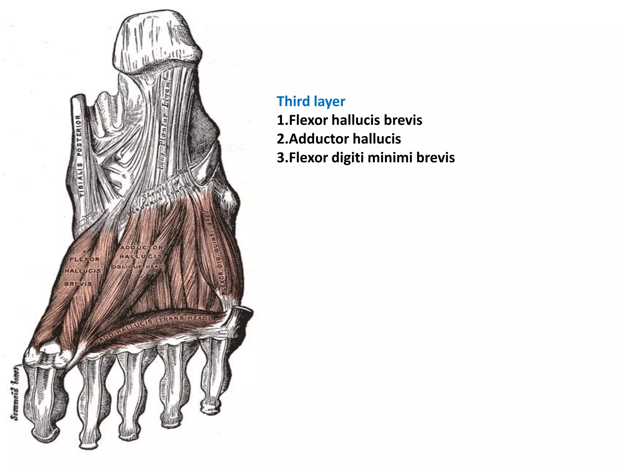 muscles of the foot.pptx