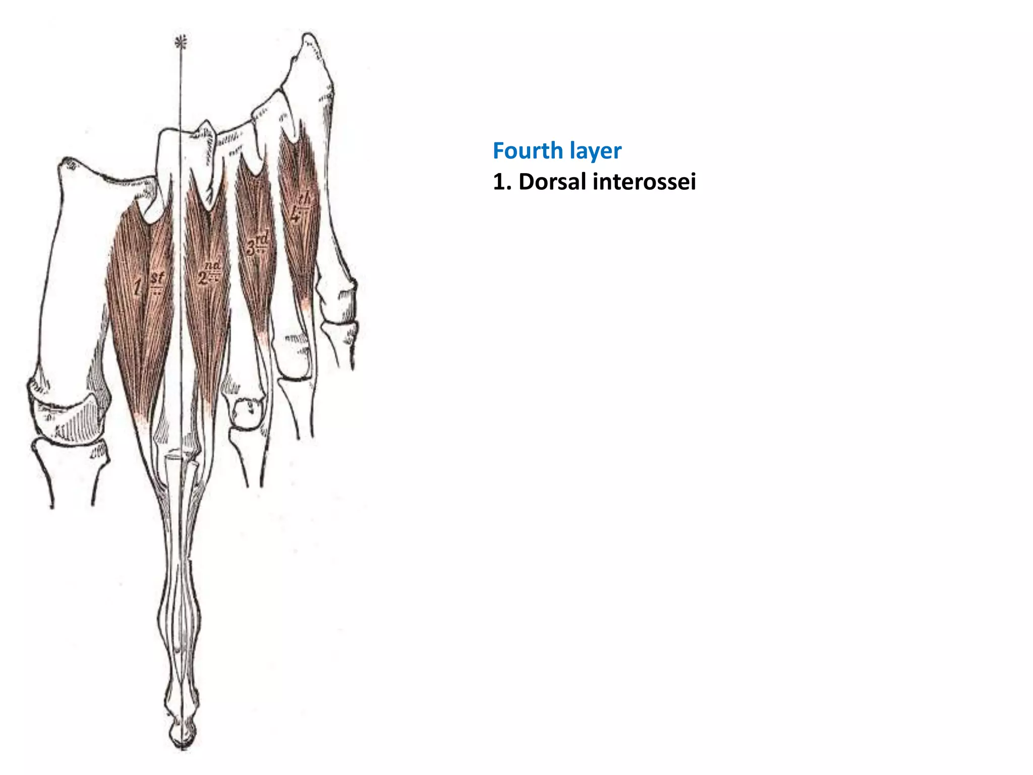 muscles of the foot.pptx