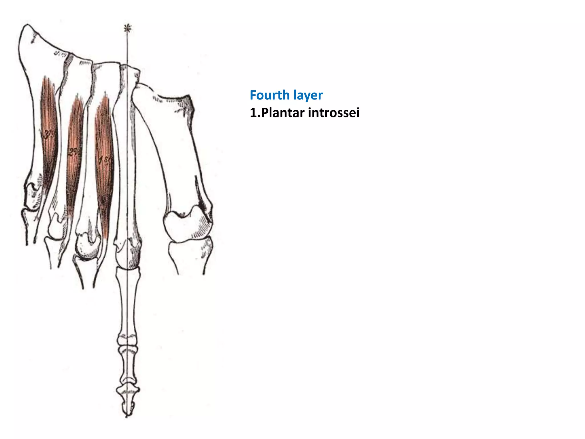 muscles of the foot.pptx