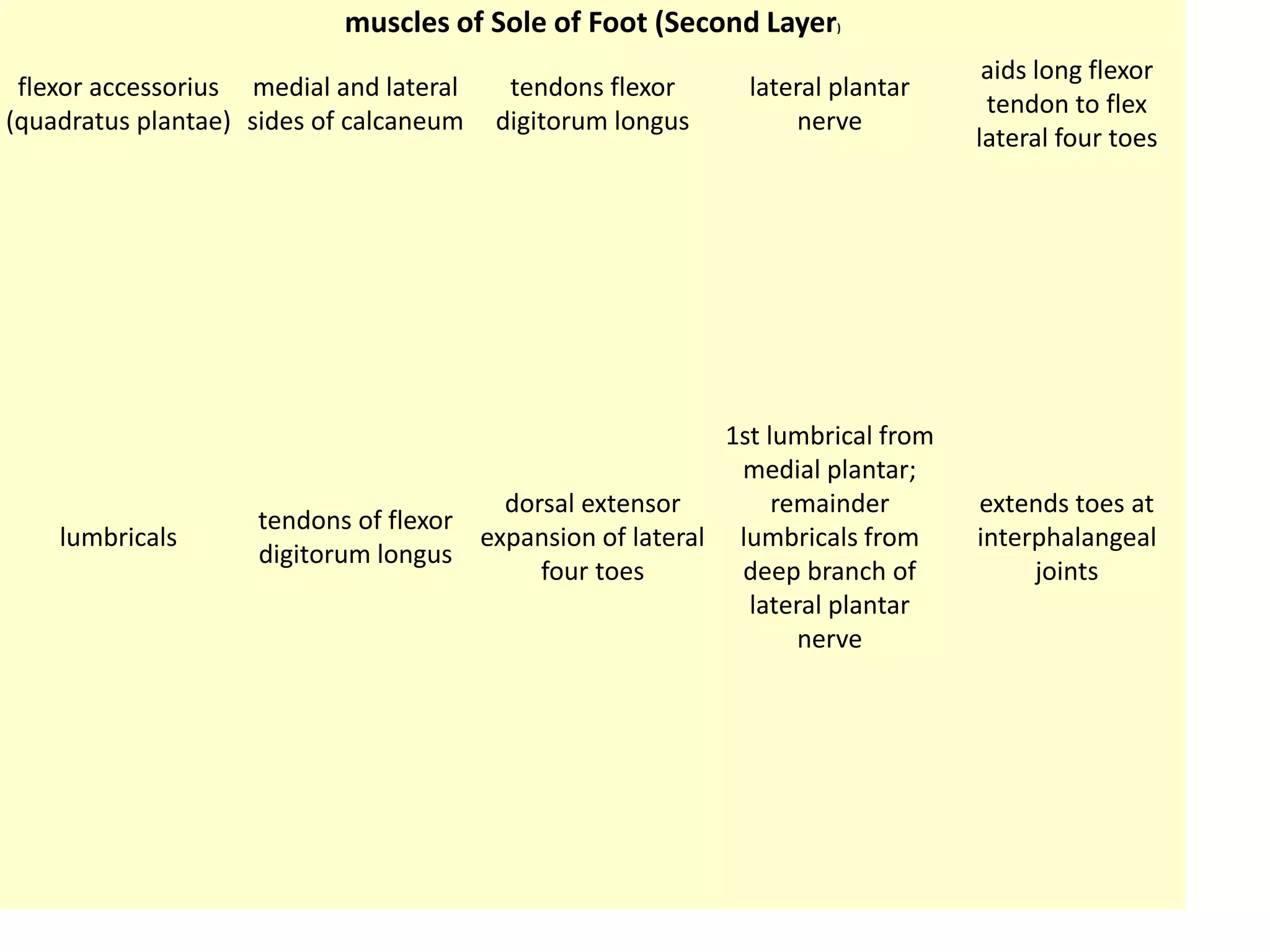 muscles of the foot.pptx