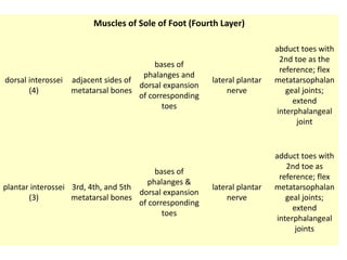 muscles of the foot.pptx