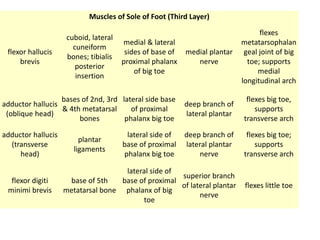 muscles of the foot.pptx