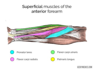 Muscles of the fore arm anterior compartment.pptx