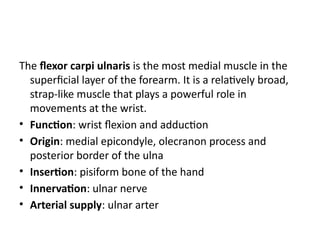 Muscles of the fore arm anterior compartment.pptx