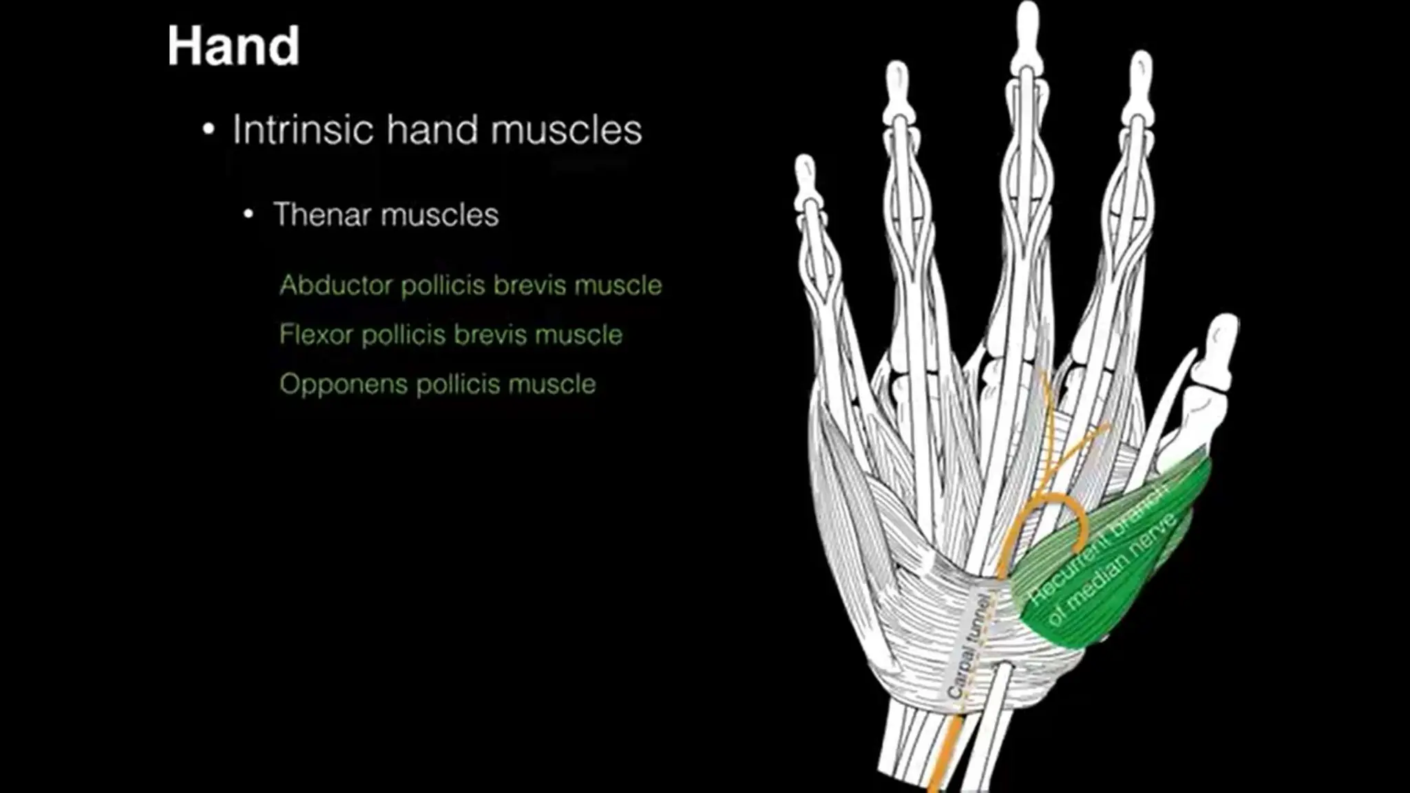 General Anatomy of the muscles of the hand. | PPTX