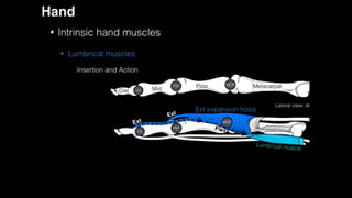 General Anatomy of the muscles of the hand. | PPTX
