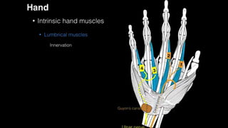 General Anatomy of the muscles of the hand. | PPTX