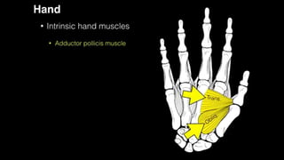 General Anatomy of the muscles of the hand. | PPTX