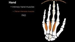 General Anatomy of the muscles of the hand. | PPTX