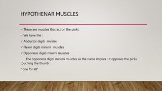 General Anatomy of the muscles of the hand. | PPTX
