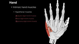 General Anatomy of the muscles of the hand. | PPTX