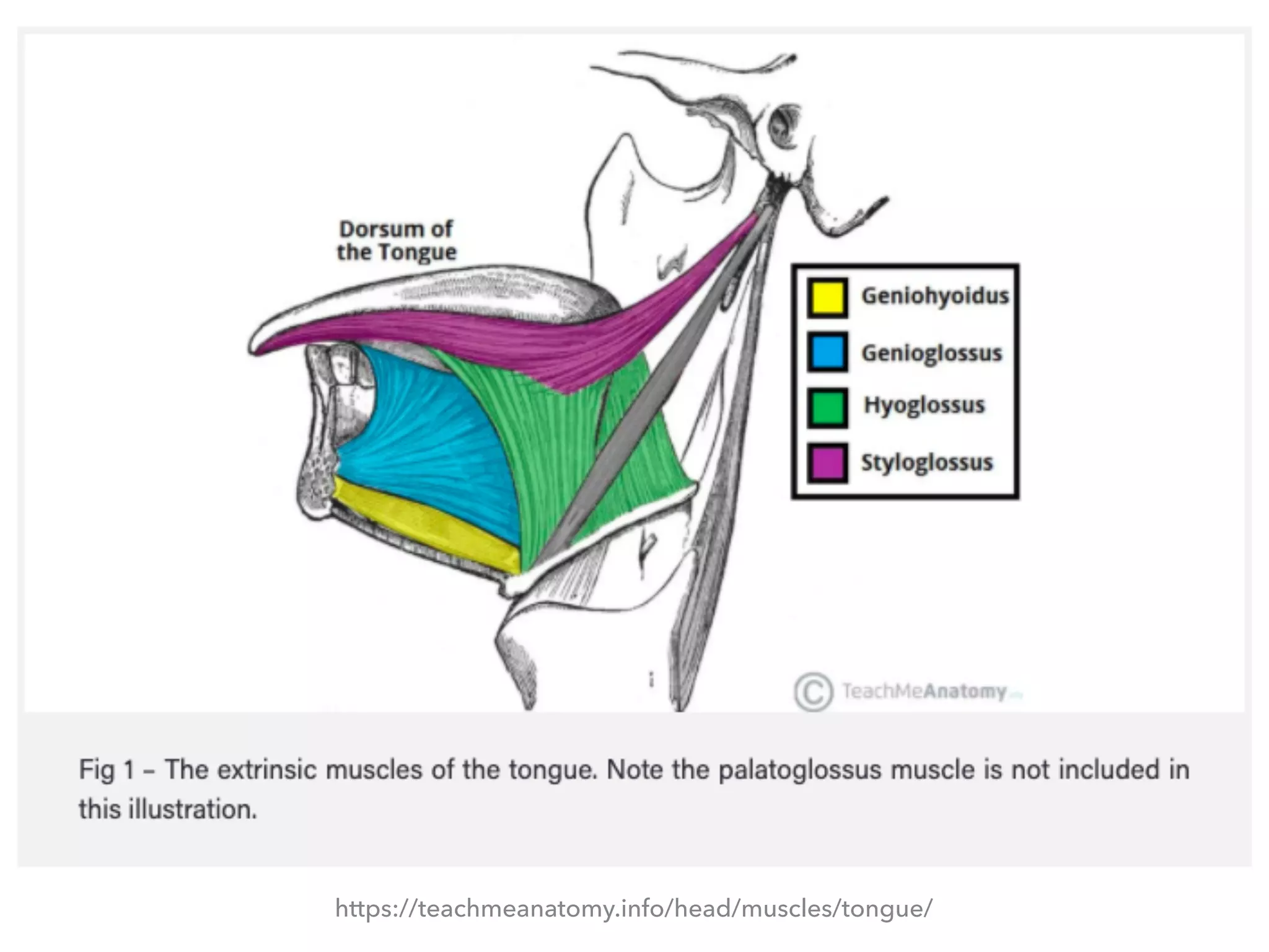 Muscles of the head | PDF