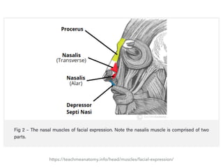Muscles of the head | PDF