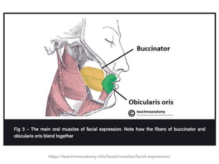 Muscles of the head | PDF