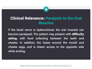 Muscles of the head | PDF