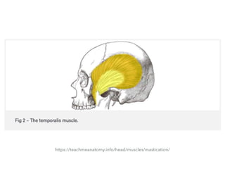 Muscles of the head | PDF