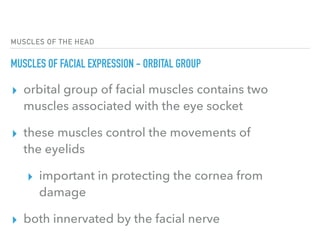 Muscles of the head | PDF