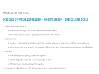 Muscles of the head | PDF