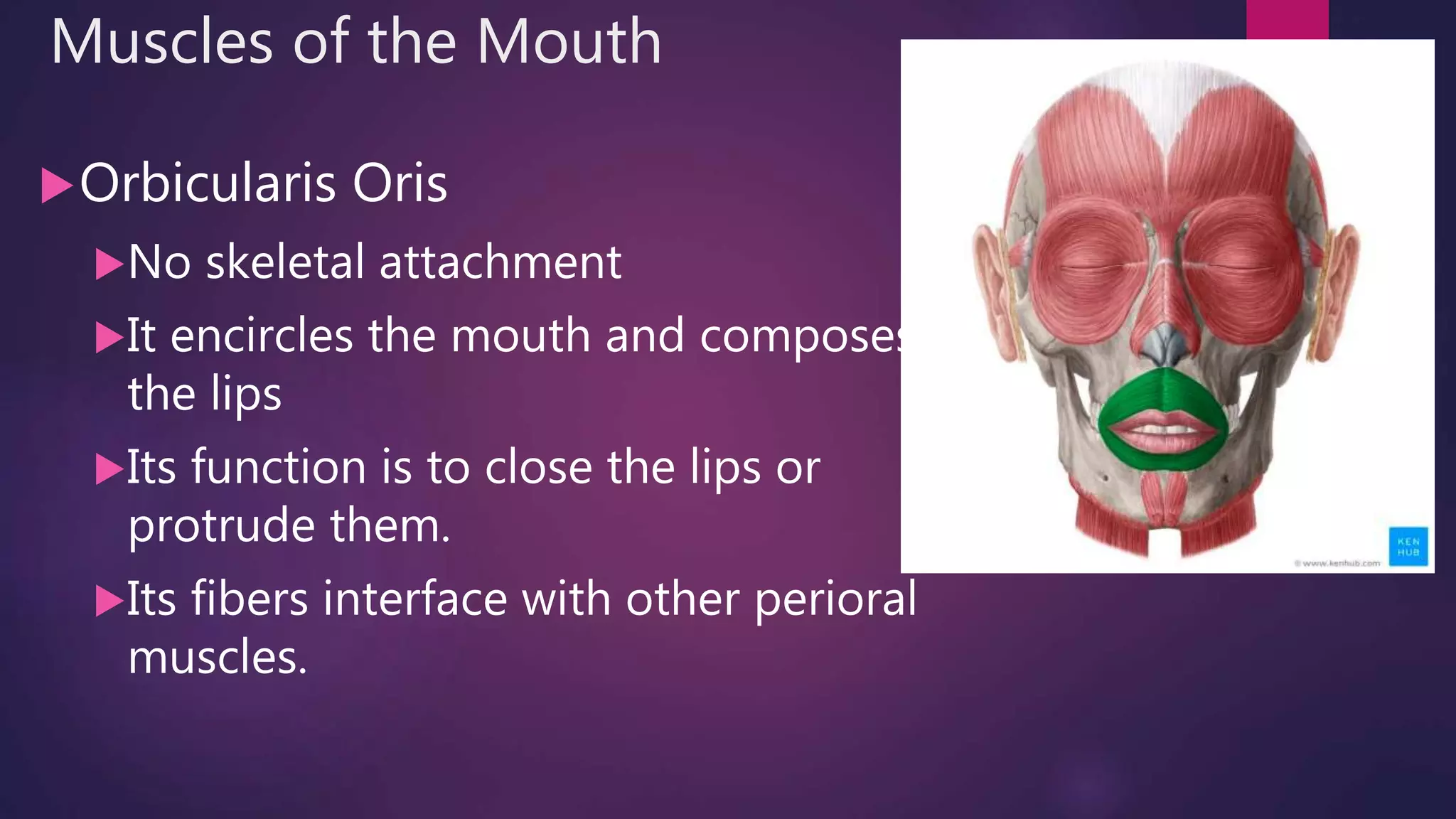 Muscles of the Head and Neck: Facial Expression, Neck, Soft Palate ...