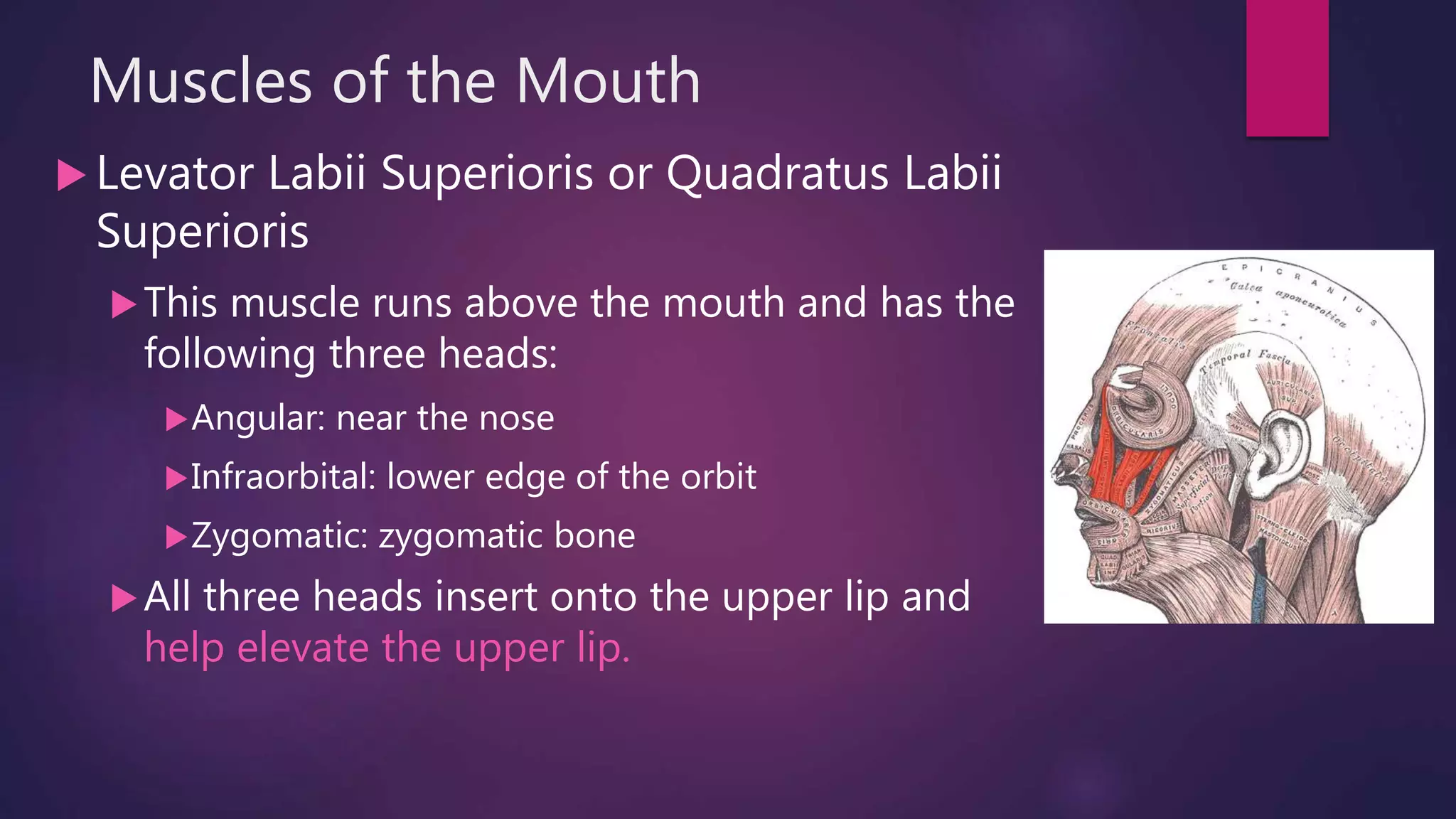 Muscles of the Head and Neck: Facial Expression, Neck, Soft Palate ...