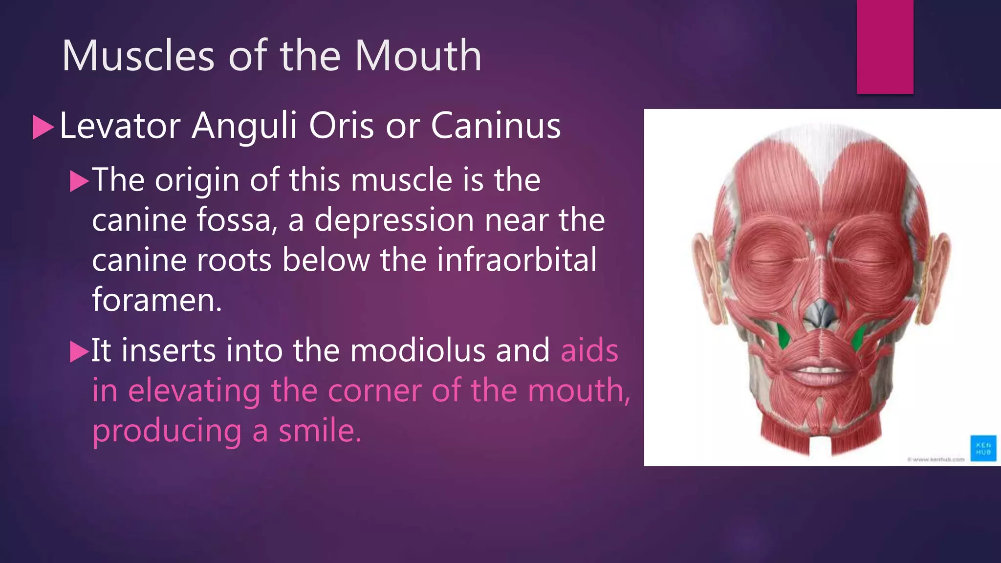 Muscles of the Head and Neck: Facial Expression, Neck, Soft Palate ...