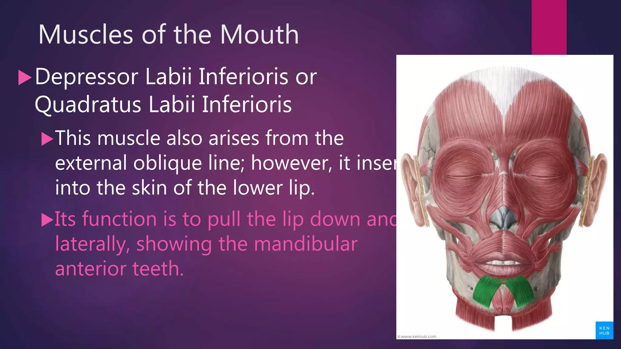 Muscles of the Head and Neck: Facial Expression, Neck, Soft Palate ...