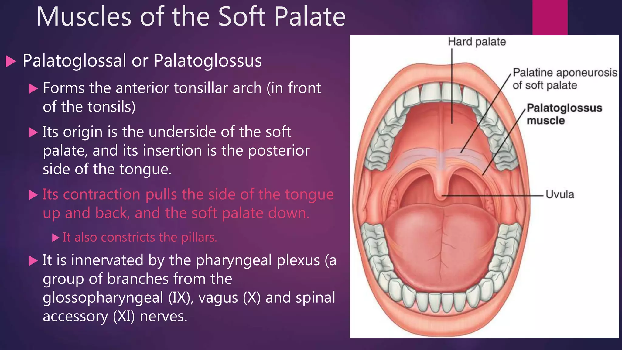Muscles of the Head and Neck: Facial Expression, Neck, Soft Palate ...