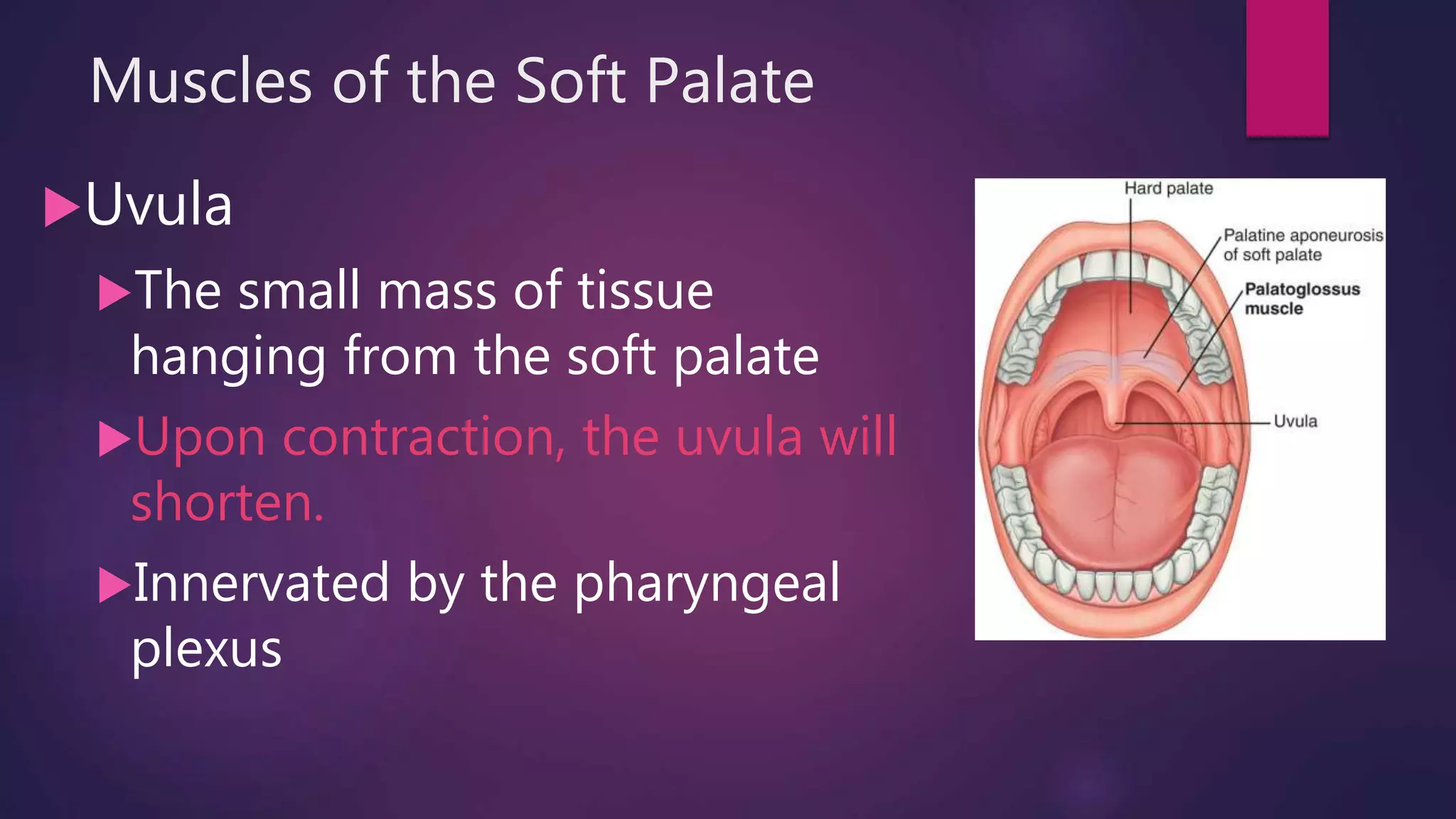 Muscles of the Head and Neck: Facial Expression, Neck, Soft Palate ...