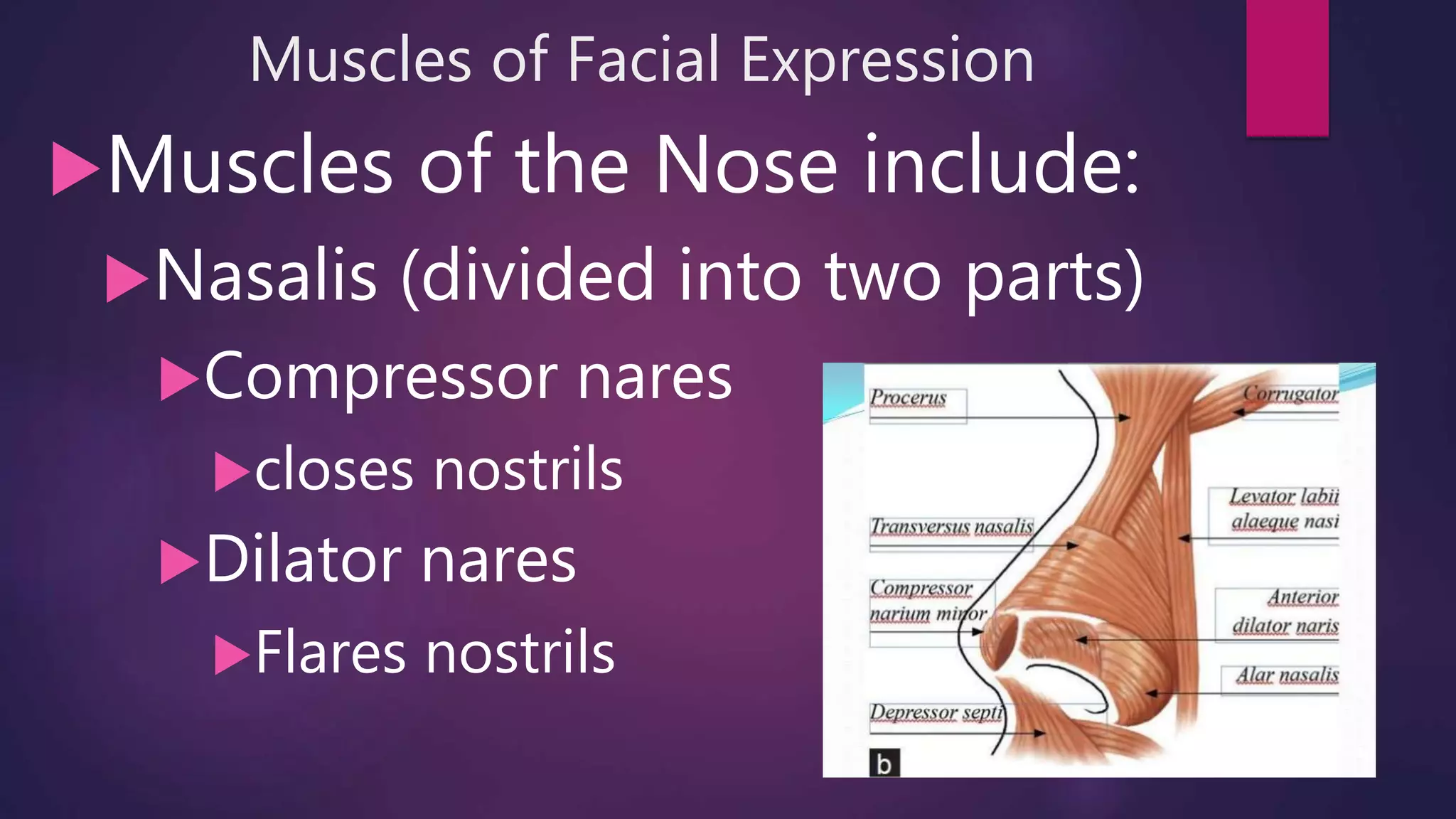 Muscles of the Head and Neck: Facial Expression, Neck, Soft Palate ...
