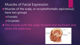 Muscles of the Head and Neck: Facial Expression, Neck, Soft Palate ...
