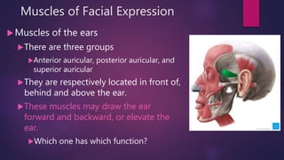 Muscles of the Head and Neck: Facial Expression, Neck, Soft Palate ...