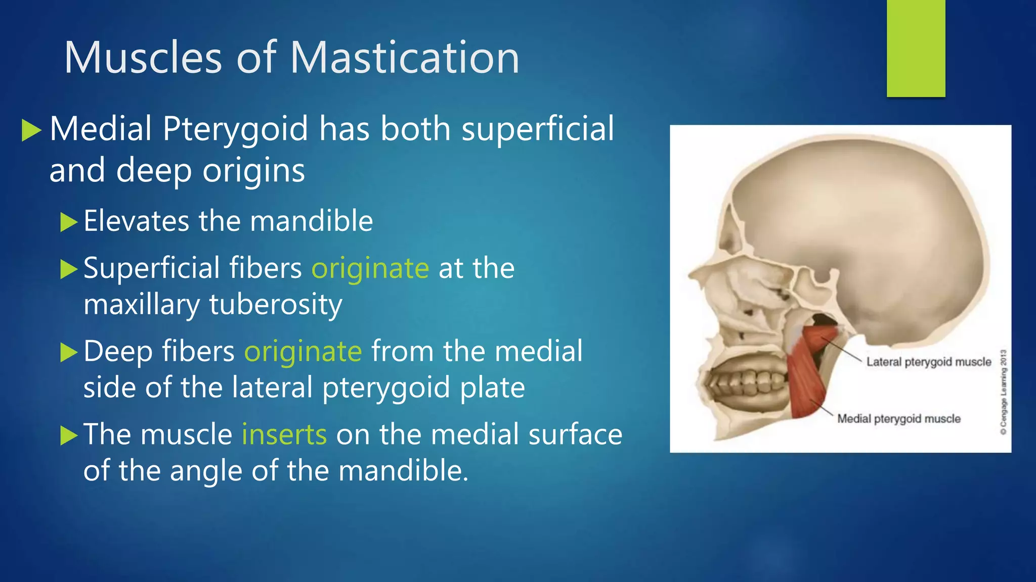 Muscles of the Head and Neck: Mastication, Suprahyoid, Infrahyoid ...