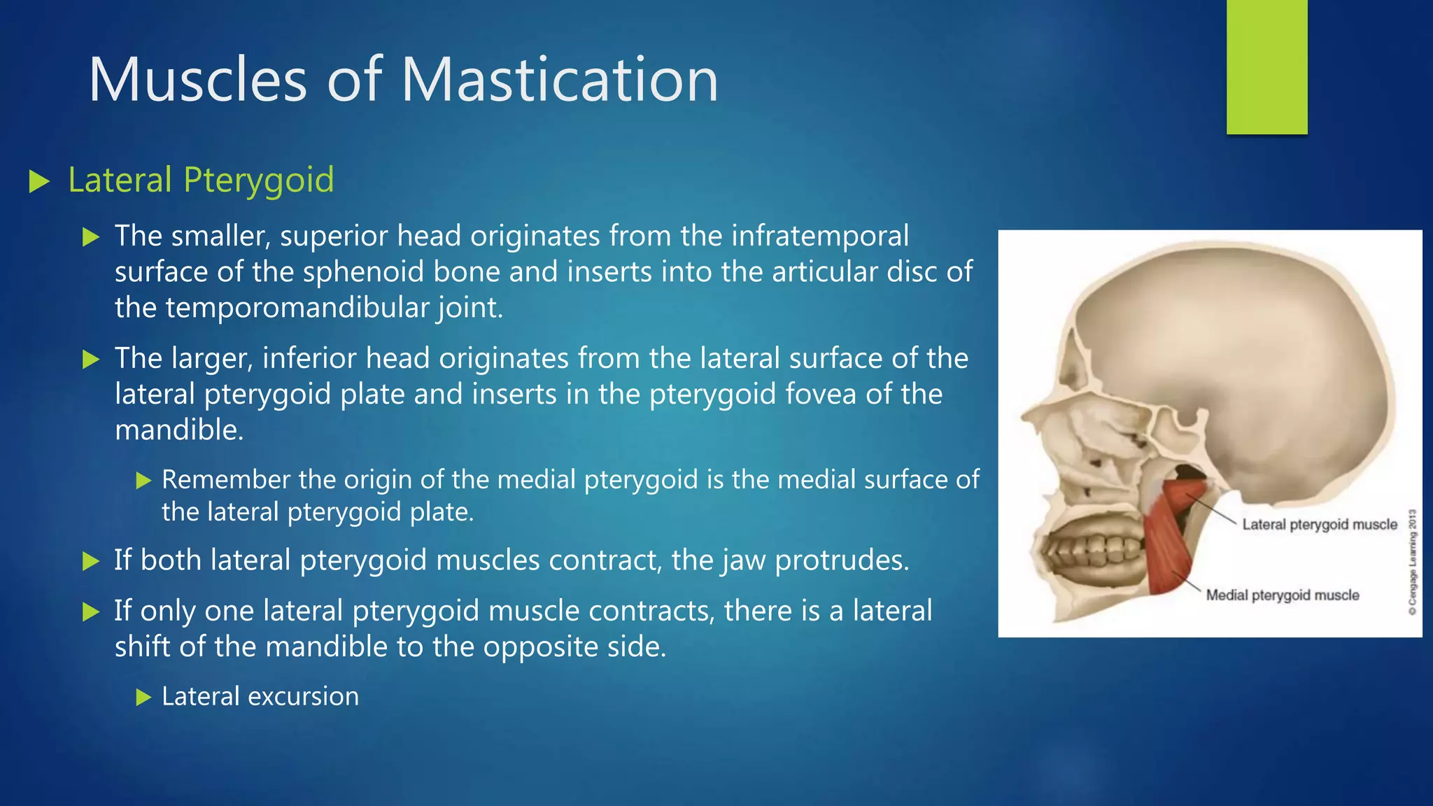 Muscles of the Head and Neck: Mastication, Suprahyoid, Infrahyoid ...
