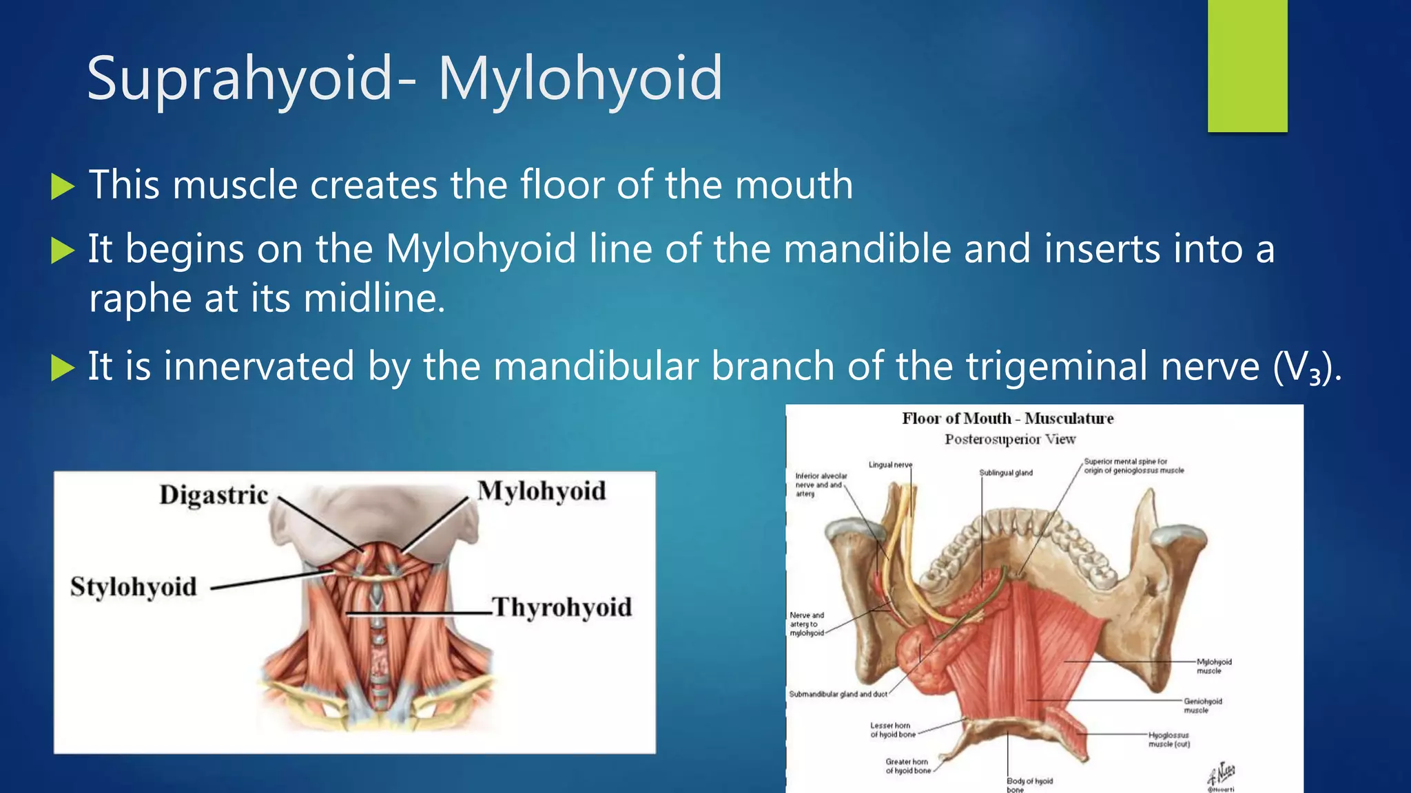 Muscles of the Head and Neck: Mastication, Suprahyoid, Infrahyoid ...